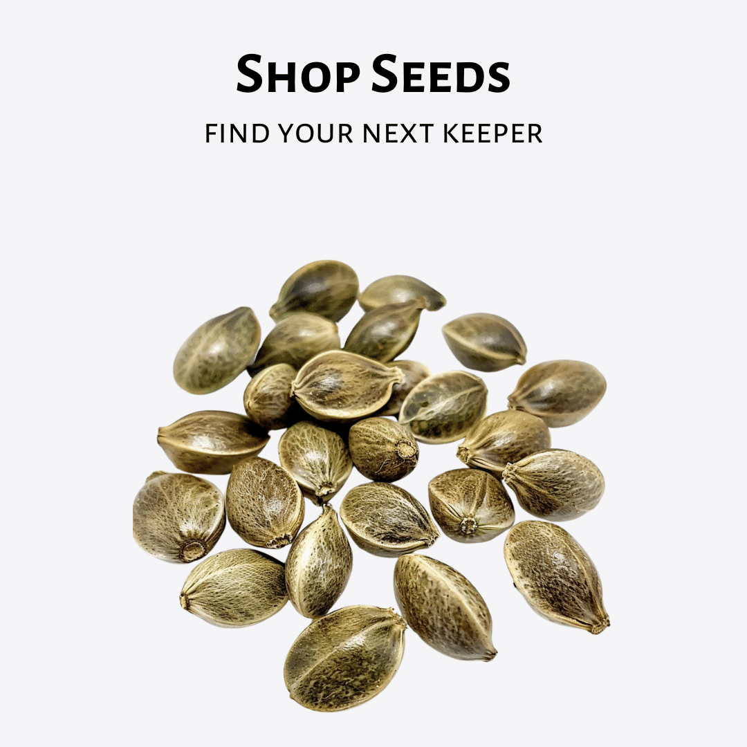 Seeds Locker U.S. Cannabis Seed Bank🌱